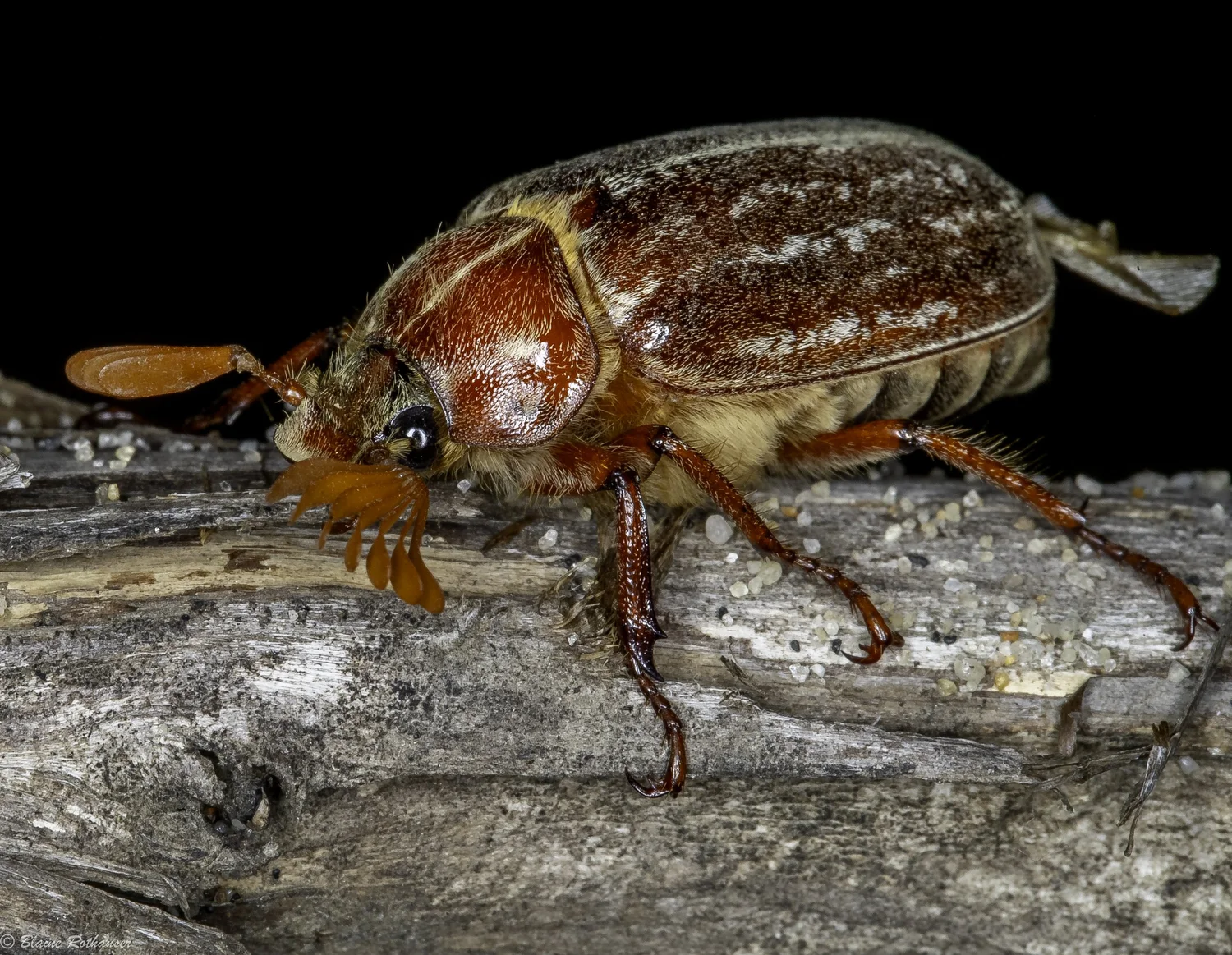 Beetles — Blaine Rothauser Wildlife Photography