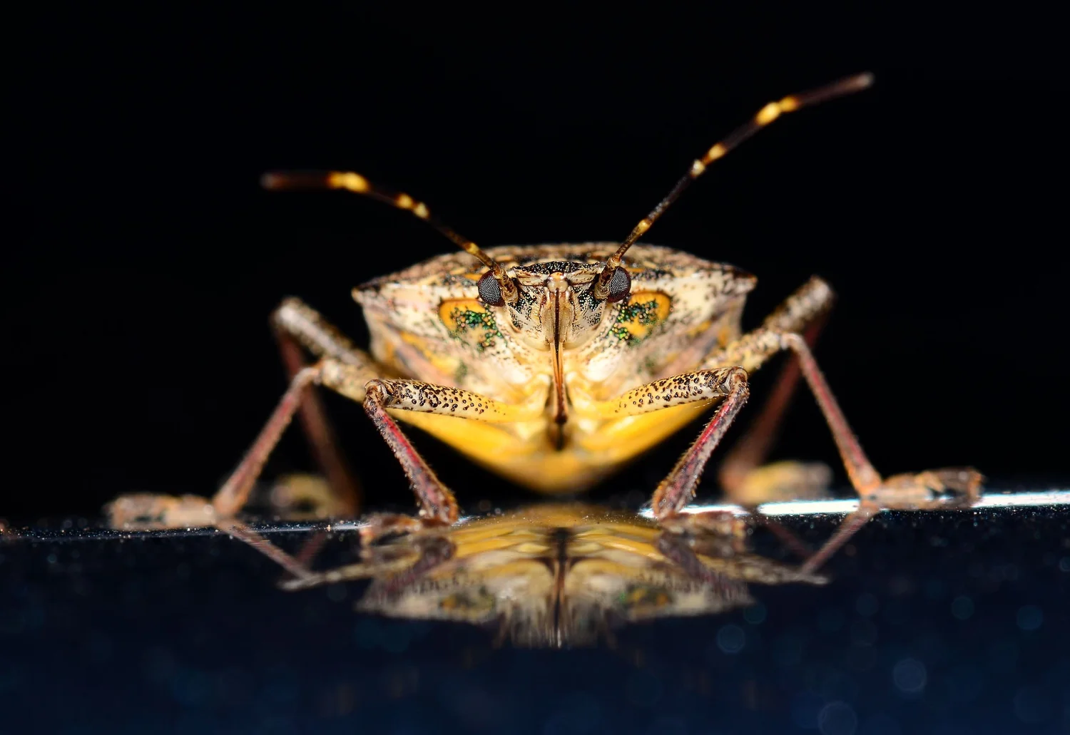 Blaine Rothauser Wildlife Photography