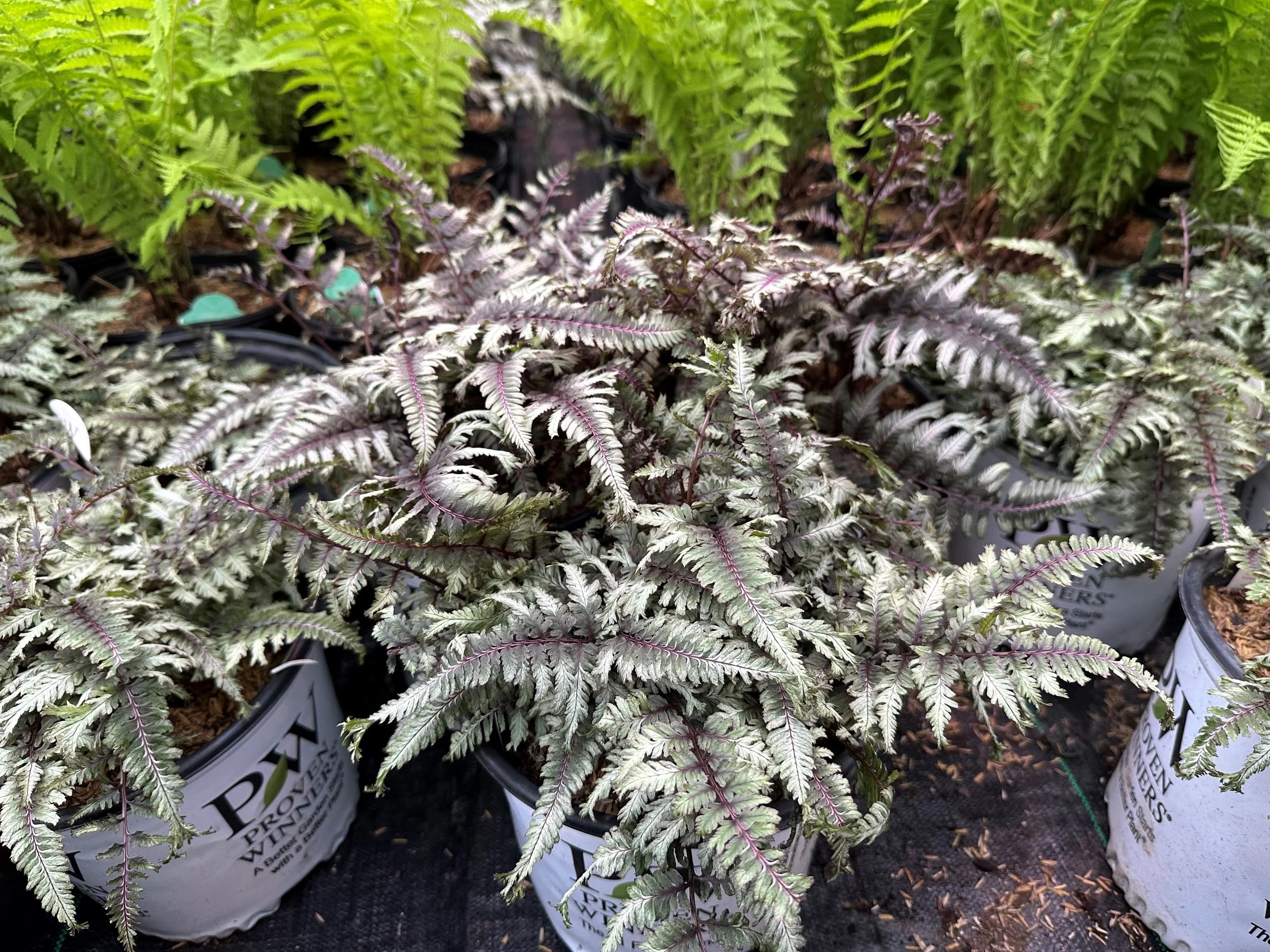 Mariani Plants