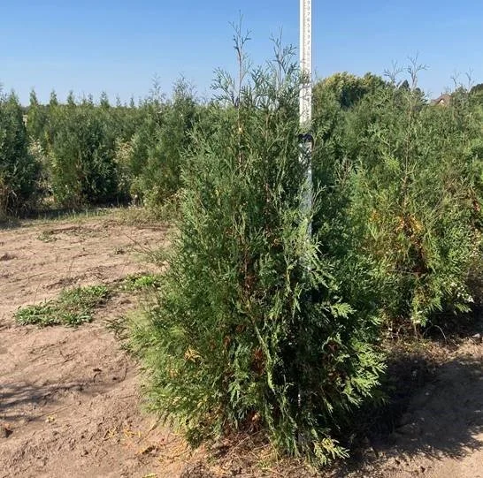 Thuja occidentalis 'Mission or Techny' — Mariani Plants