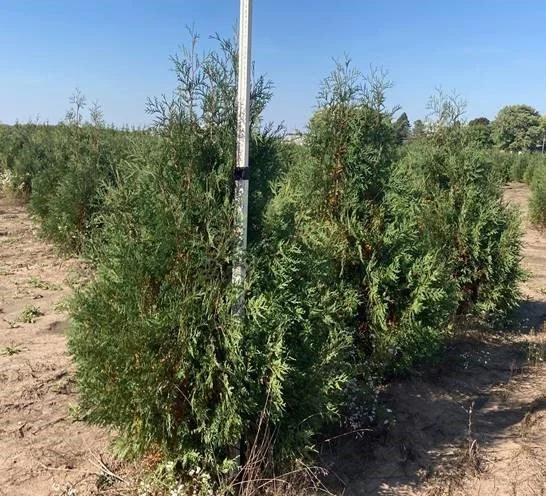 Thuja occidentalis 'Mission or Techny' — Mariani Plants