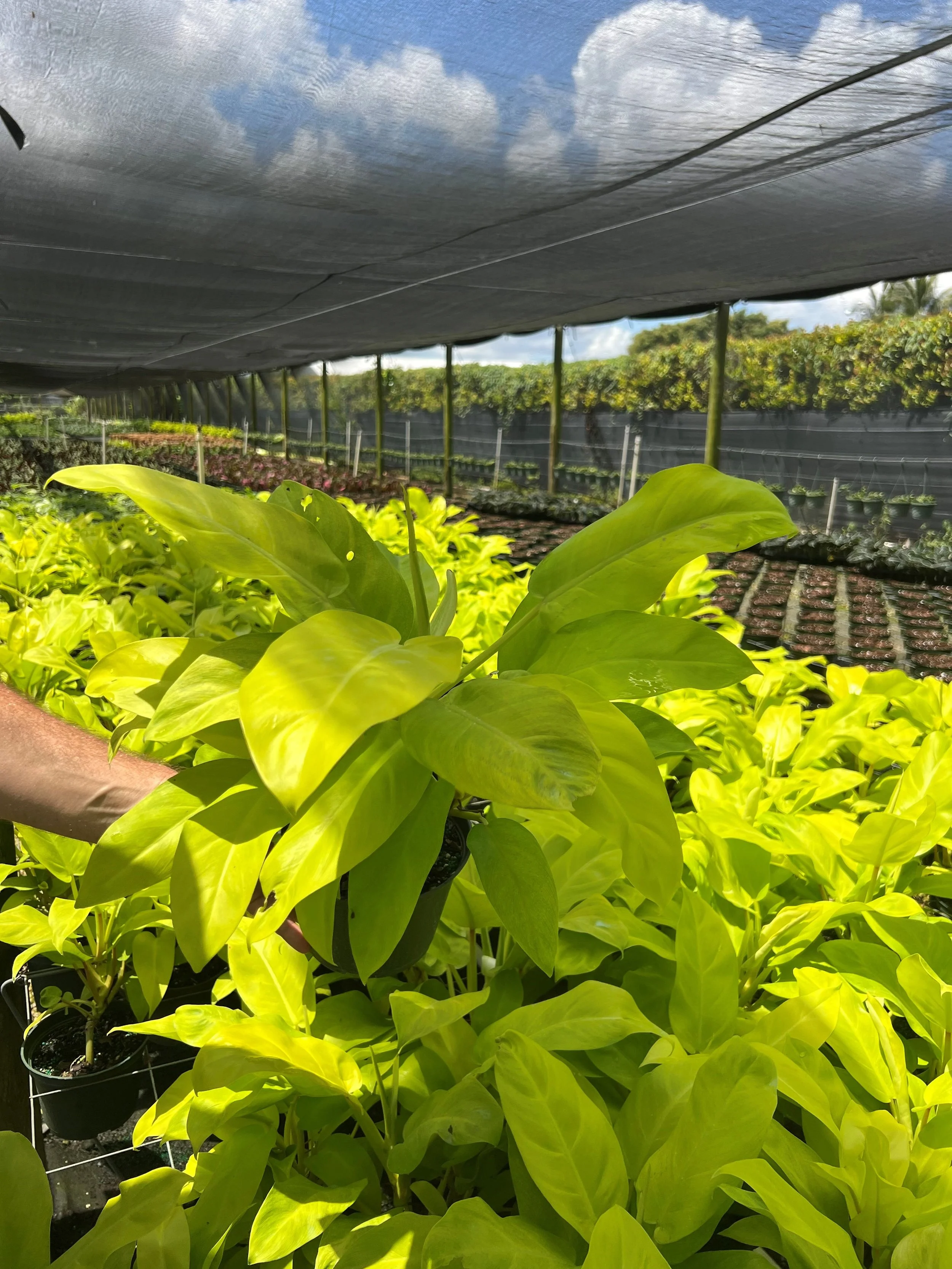 Philodendron 'Ceylon Beauty' — Mariani Plants