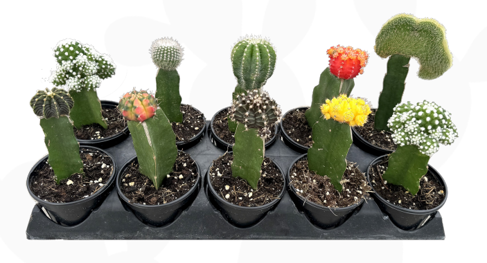 Tropical Houseplants — Mariani Plants