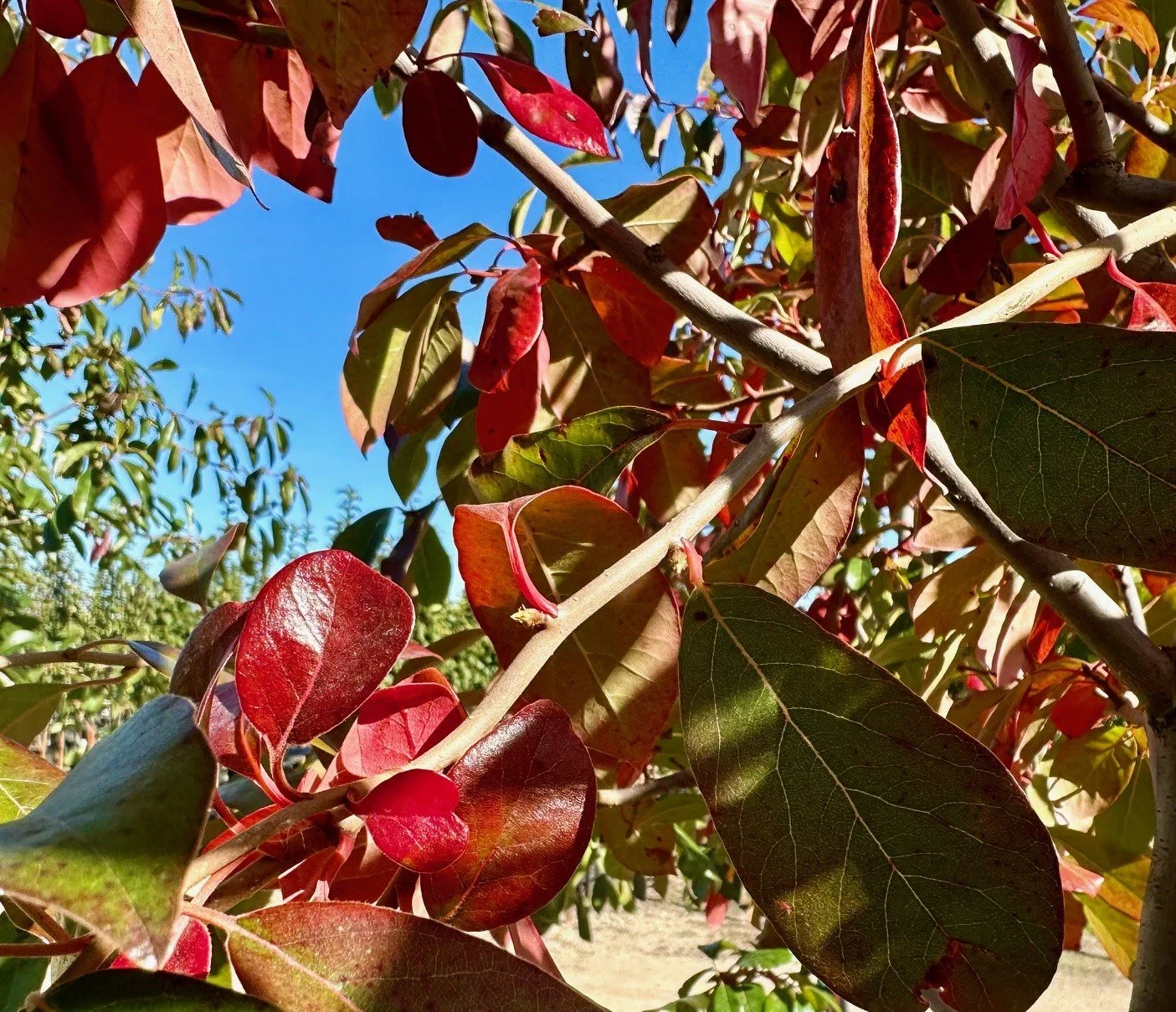Nyssa sylvatica 'Northern Splendor' — Mariani Plants