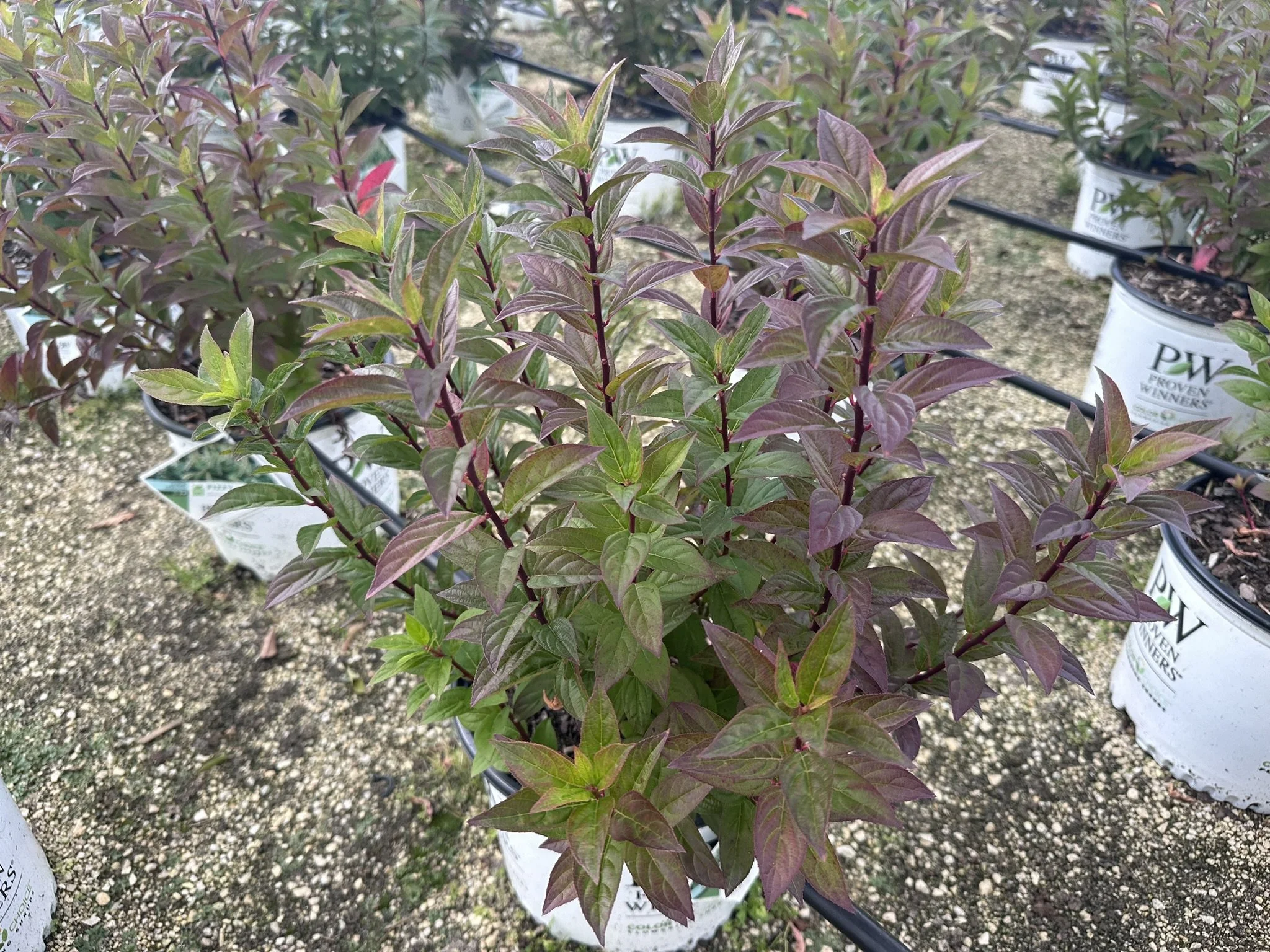 Shop — Mariani Plants
