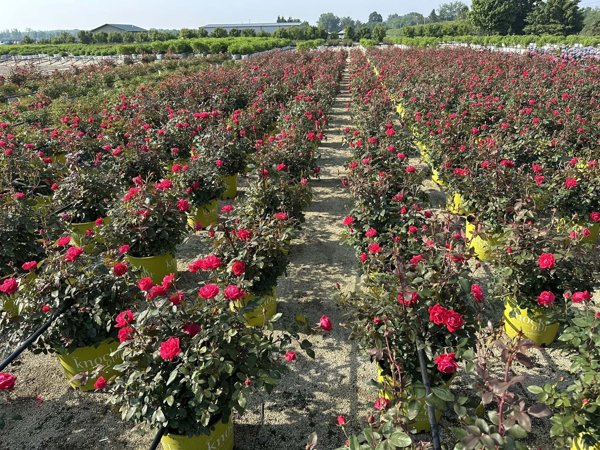 Mariani Plants