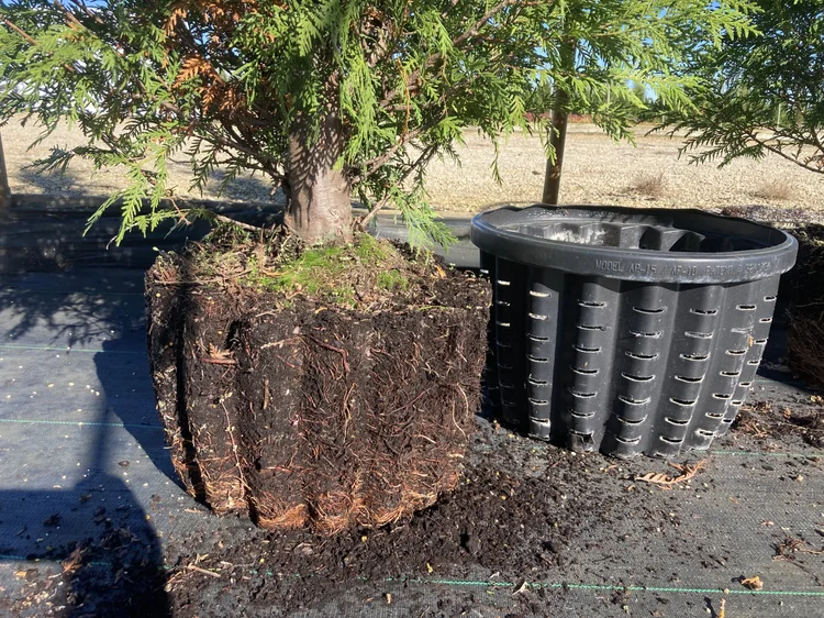 About the Plants — Mariani Plants