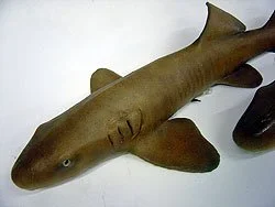 Collection of Fake Shark Props — ANIMAL MAKERS