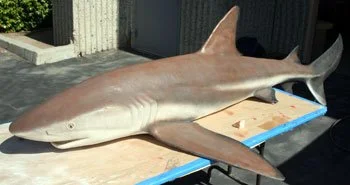 Collection of Fake Shark Props — ANIMAL MAKERS