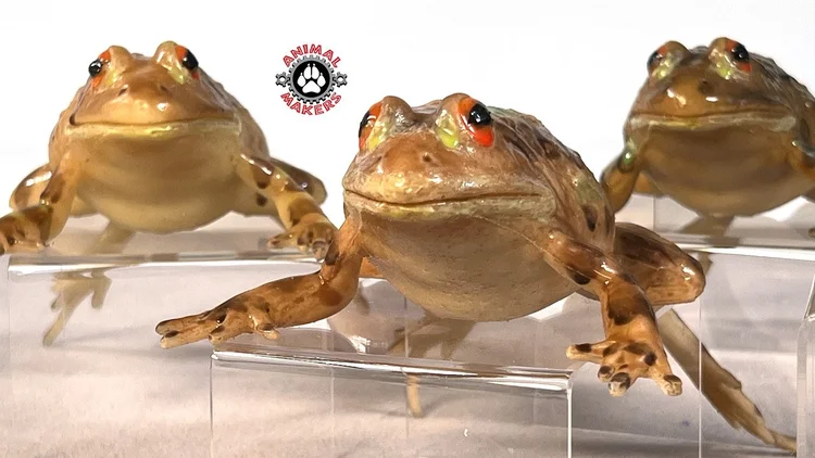 Hollywood Props - Frogs — ANIMAL MAKERS