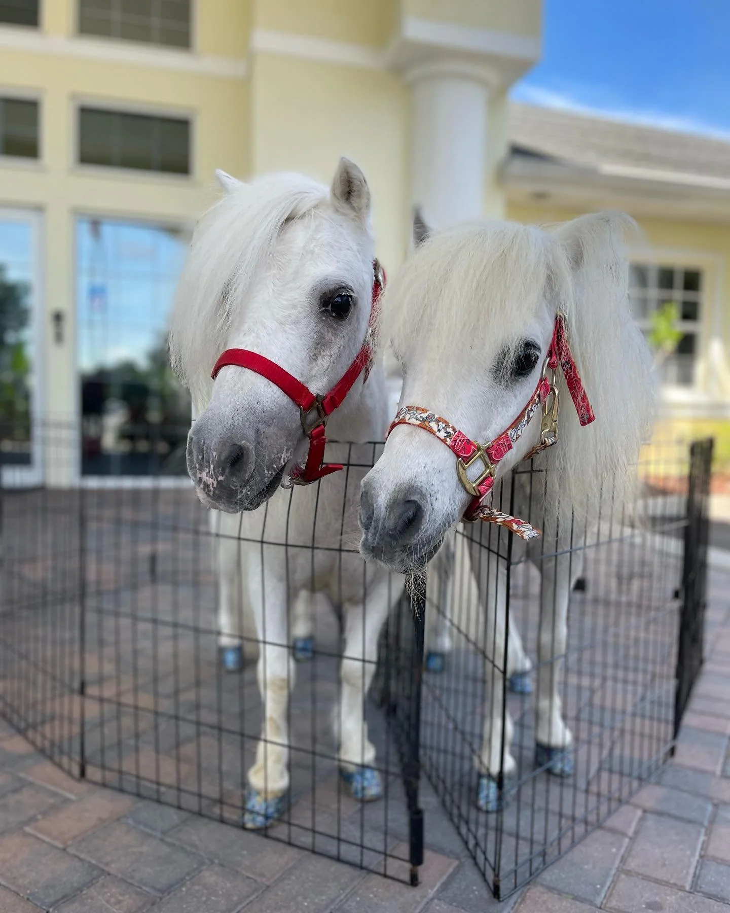 General 2 — Lil' Bit of Life