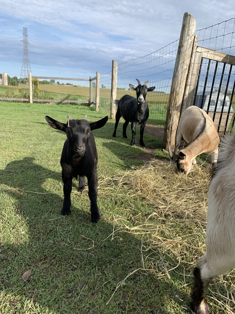 Contact 2 — Little Hobby Hill Farm