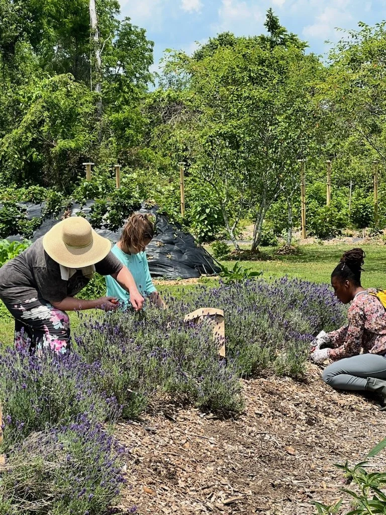 Volunteer — Veterans Healing Farm