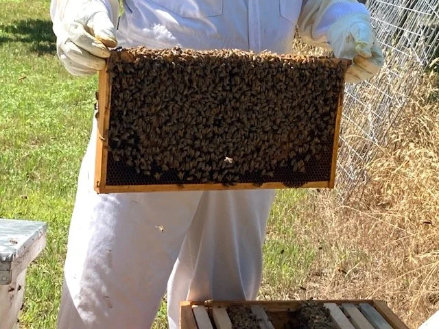 Beekeeping with kids in the Austin area, Central Texas — Sustainable 626