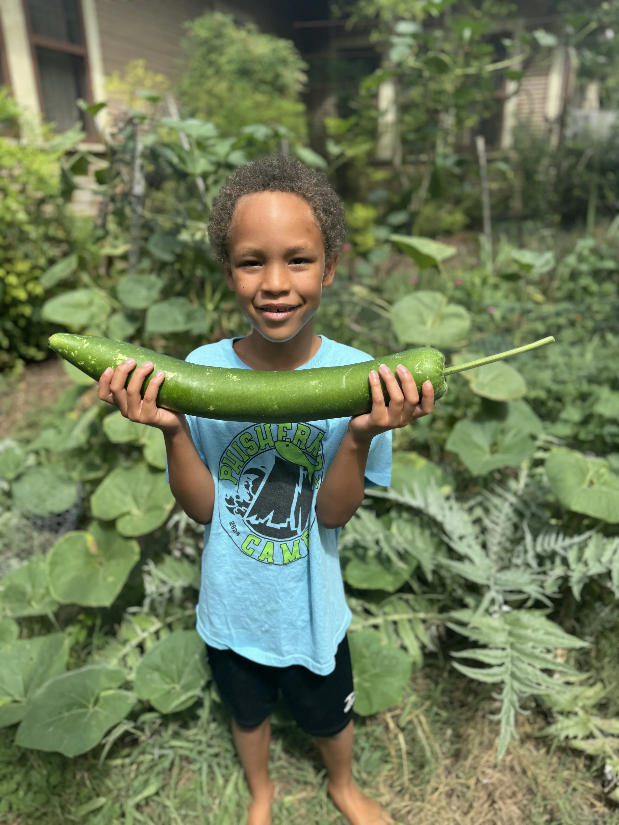 How to Grow and Harvest Opo Squash (Cucuzza) in Austin's Drought ...