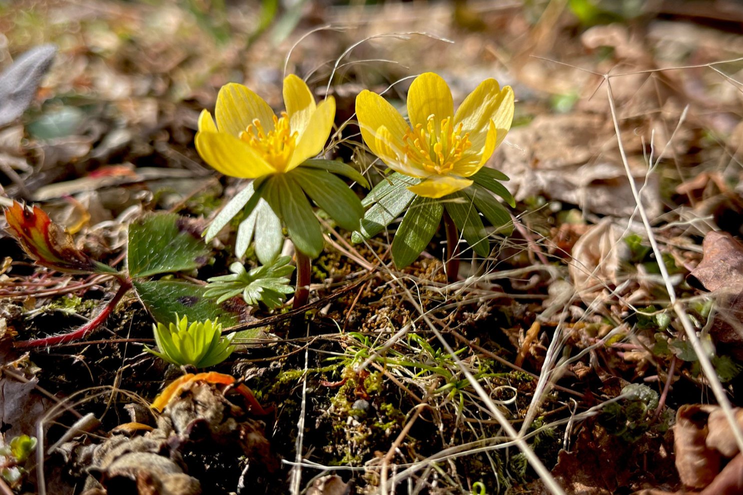 join — will ackerman