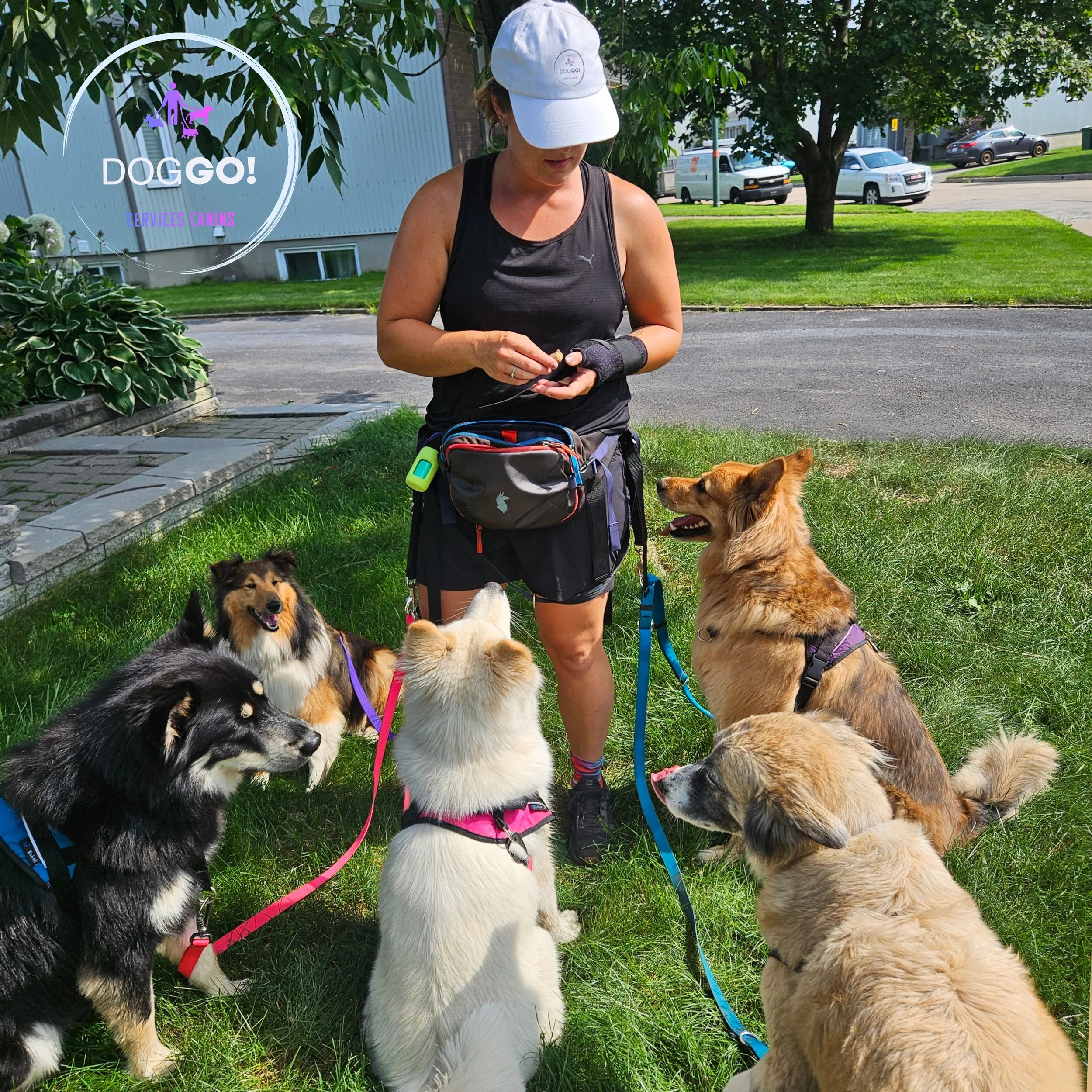DogGO Services Canins - Service de promenade canine — dogGO! Services ...
