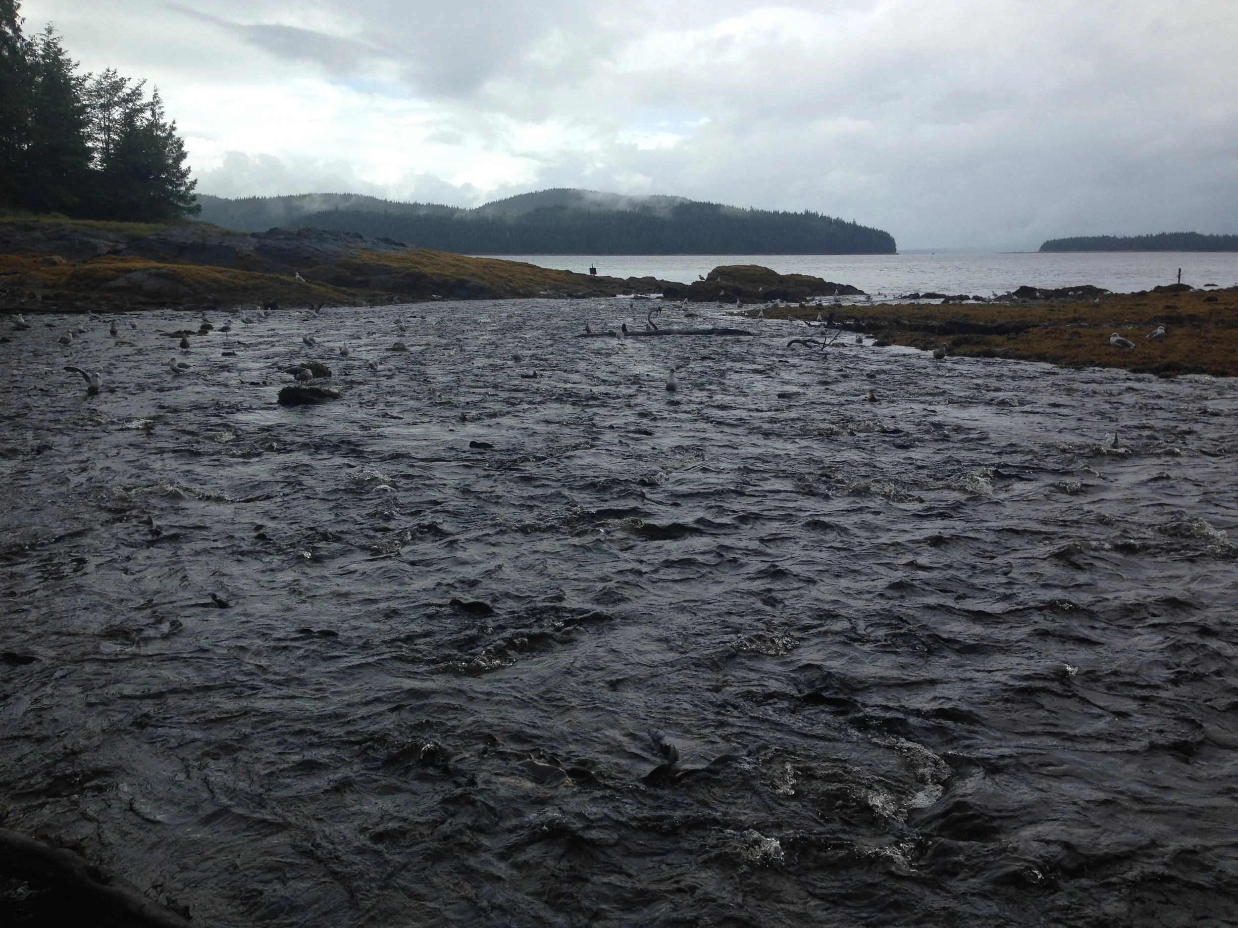 A local guide to Ketchikan Alaska — The Last Frontier & Beyond