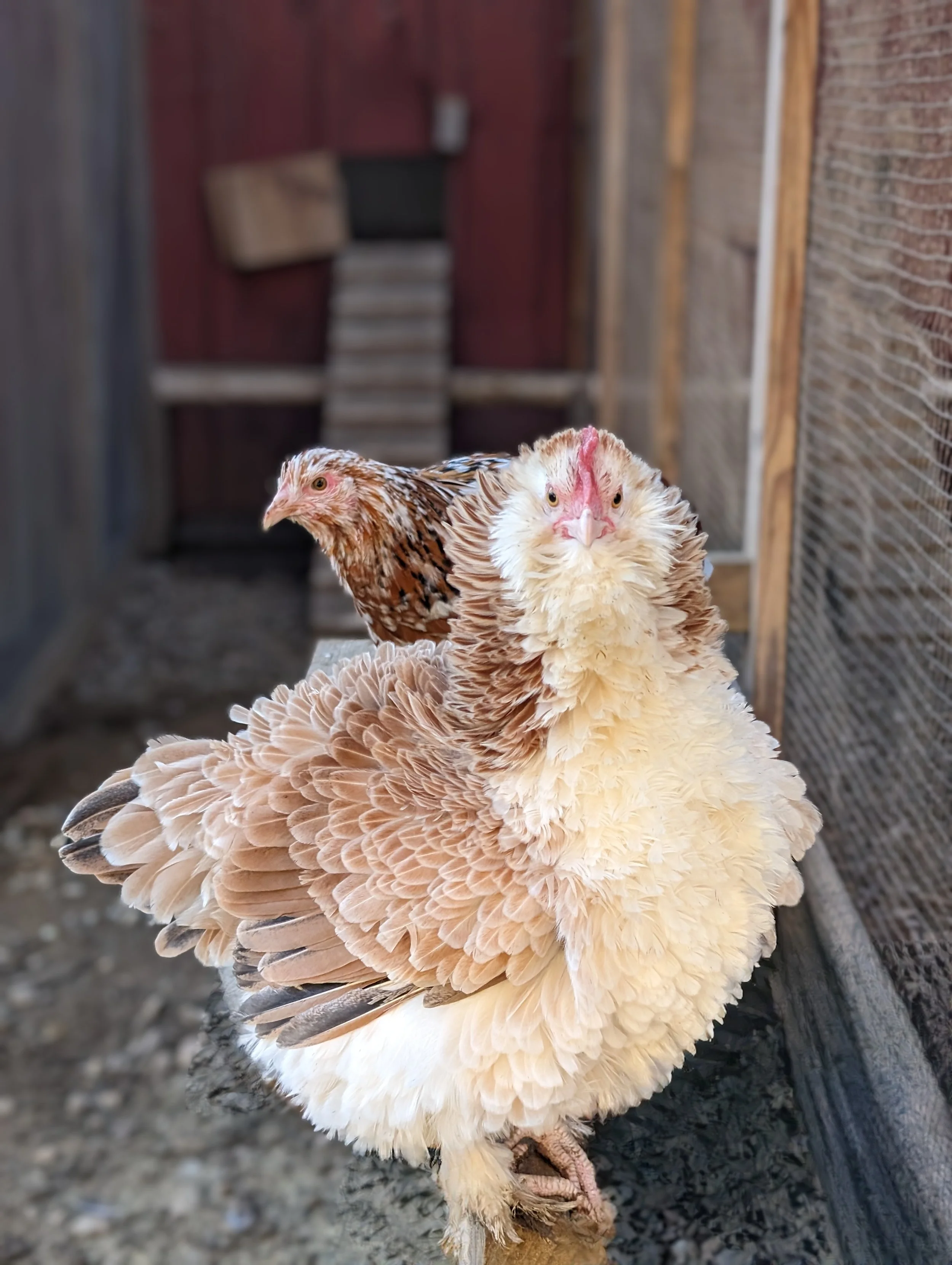 Store — Willette Farm