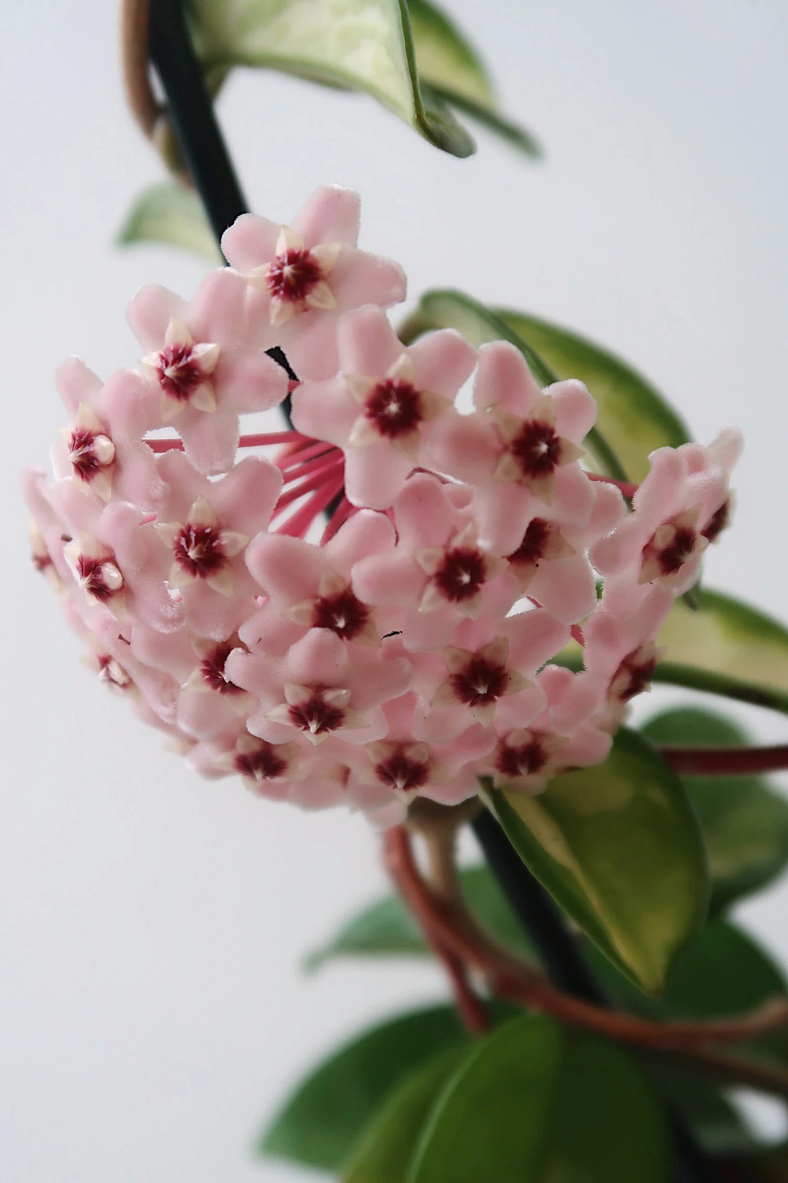 Variegated Hoya Bella - Foliage & Vine