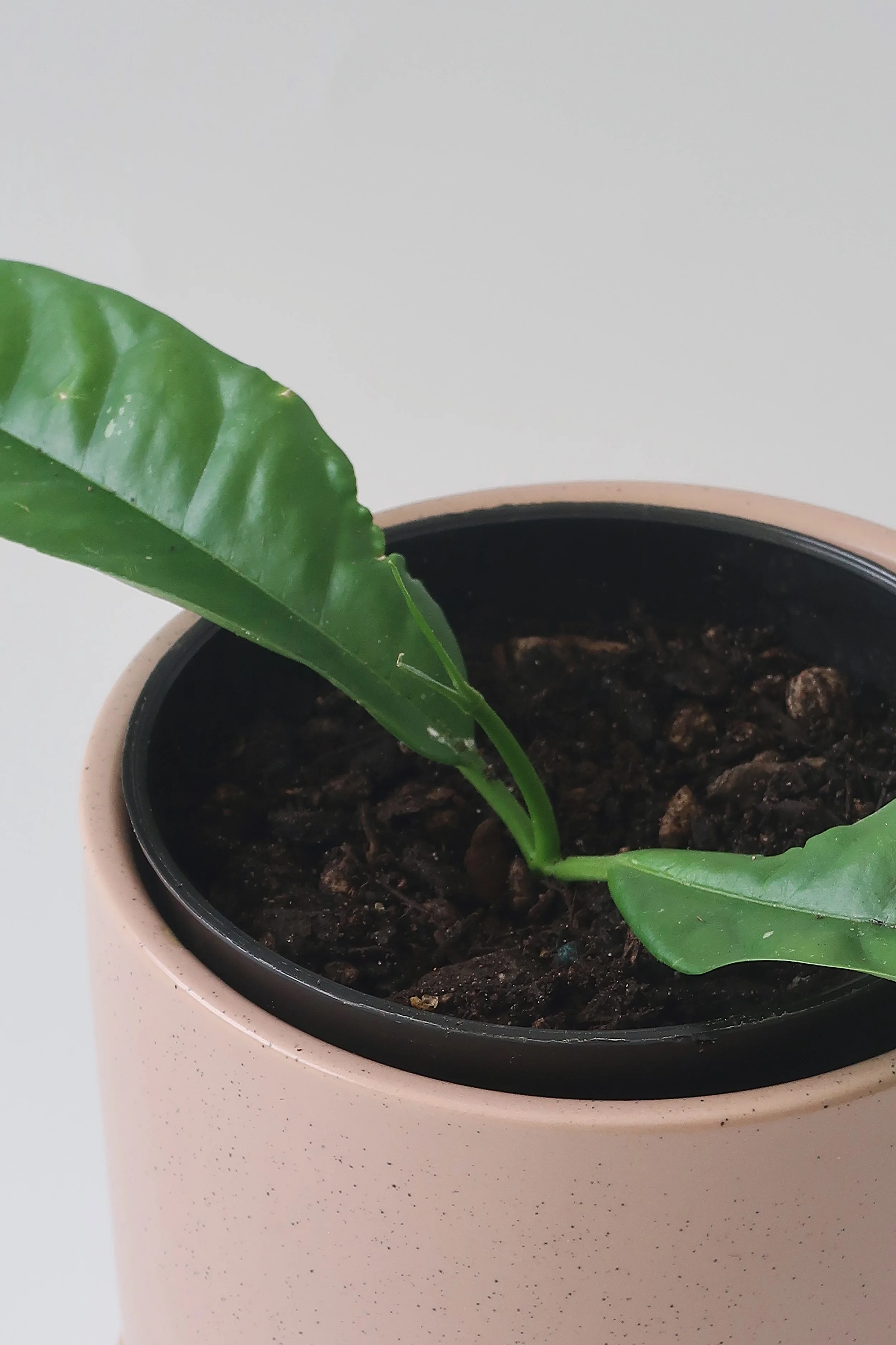 Hoya Multiflora 'Shooting Star' - Foliage & Vine