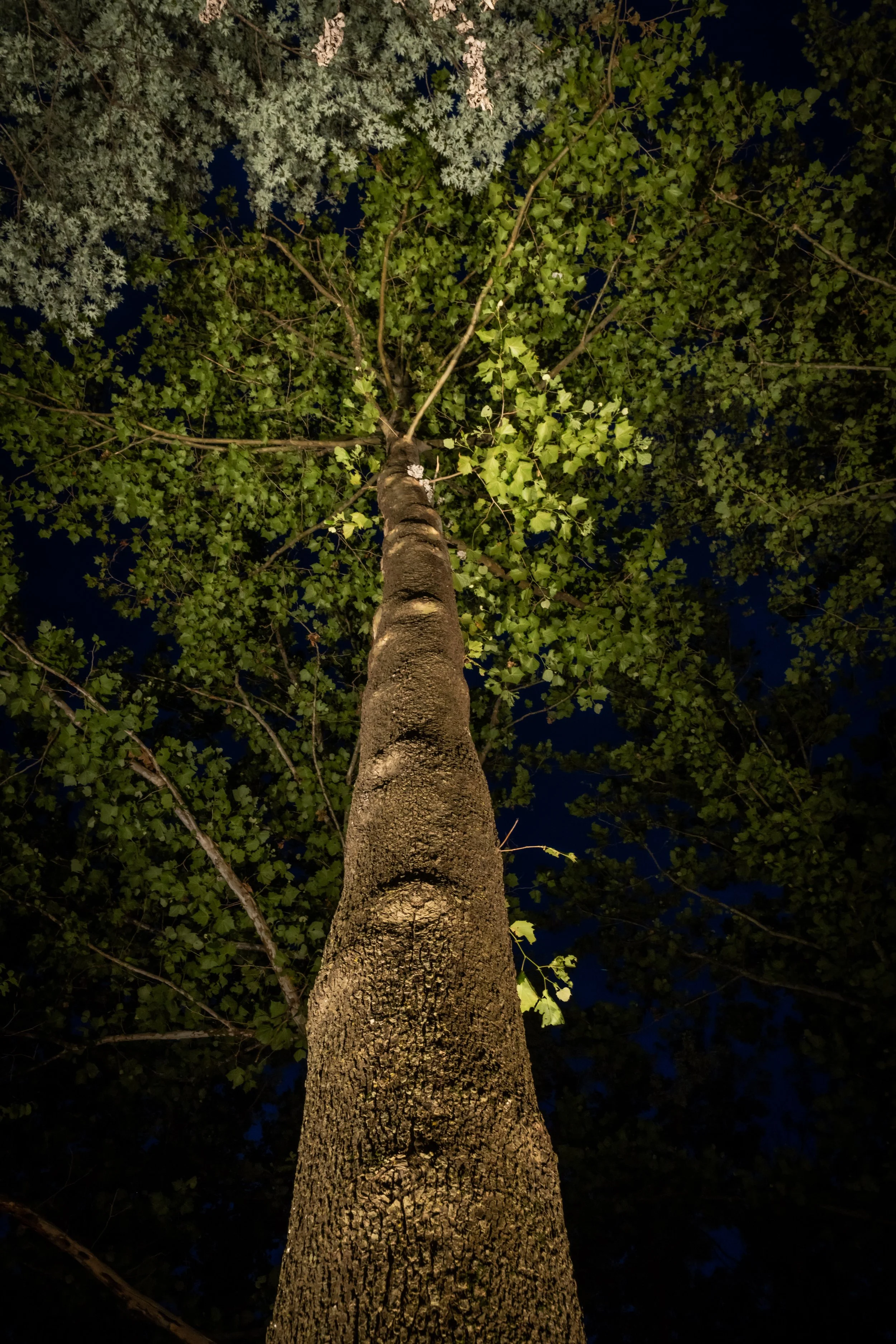 Landscape Lighting — Let It Glow Illumination