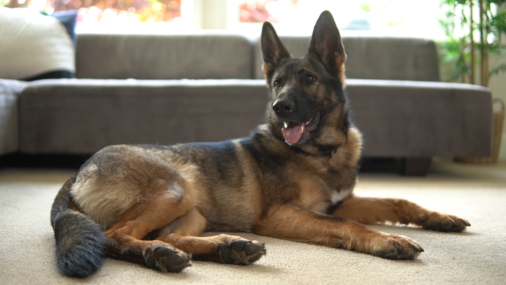 Canine Bodywork Online