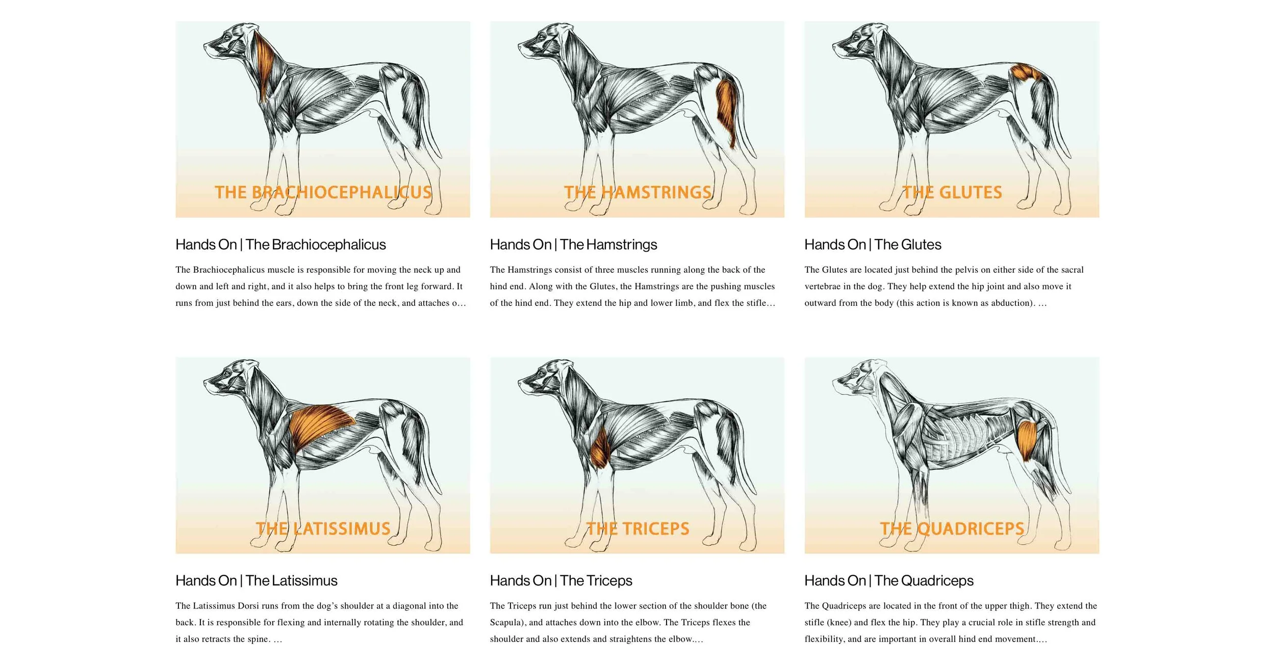 Canine Bodywork Online