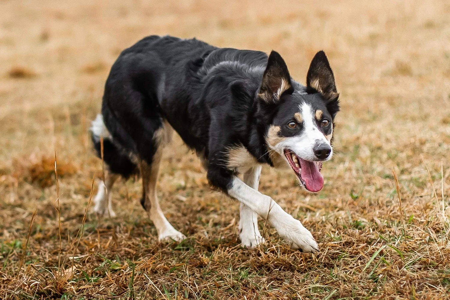 Our Dogs — Magnolia Ridge Farm