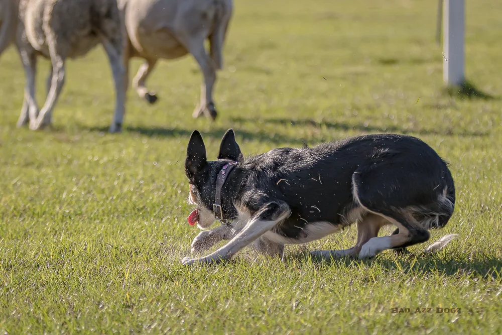 Our Dogs — Magnolia Ridge Farm