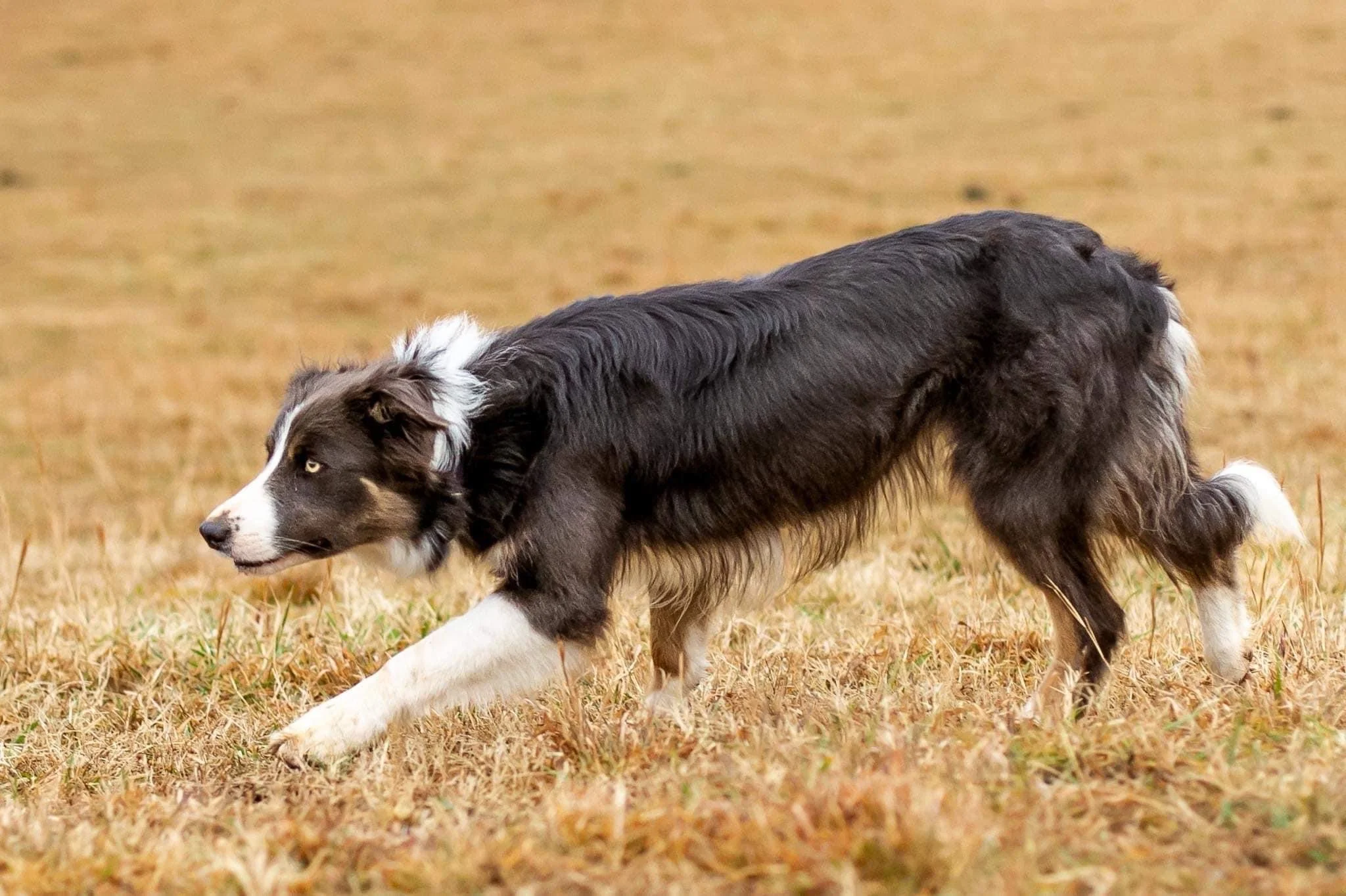 Our Dogs — Magnolia Ridge Farm