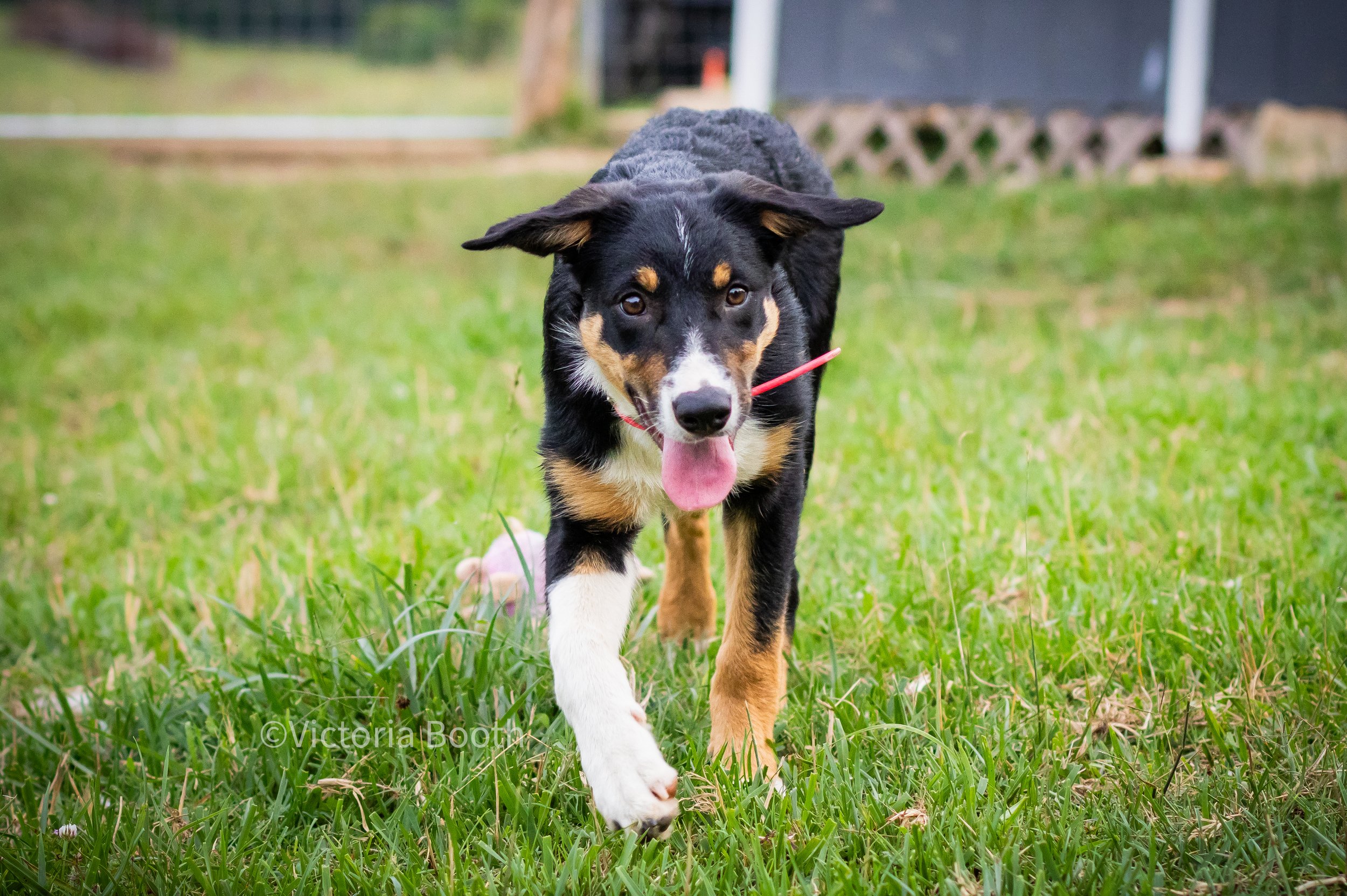 Our Dogs — Magnolia Ridge Farm