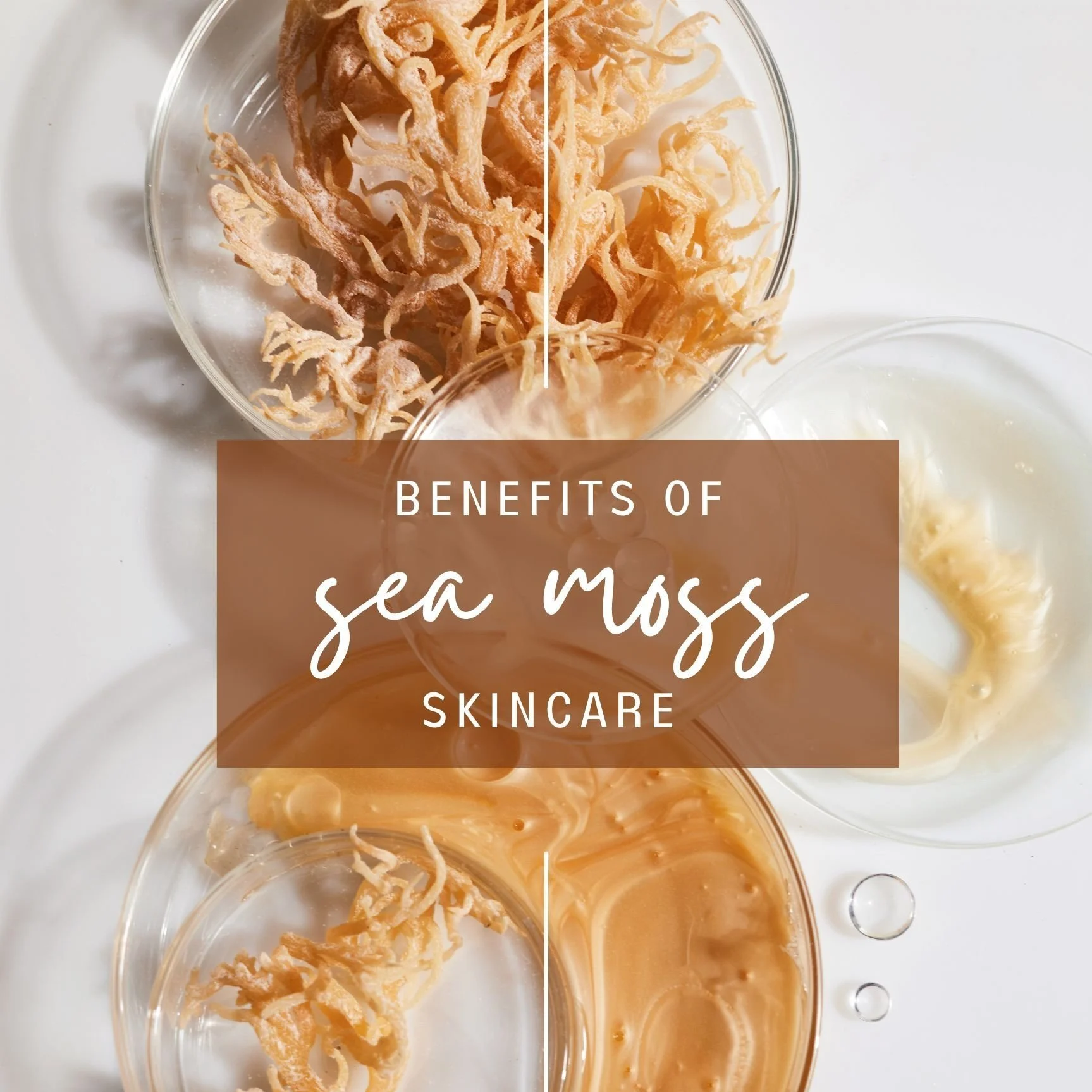 Sea Moss Skincare: 5 Ways Sea Moss Can Elevate Your Skincare — Innacos Labs