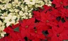 Poinsettias Order Form — St. Paul's Ocean Grove Church