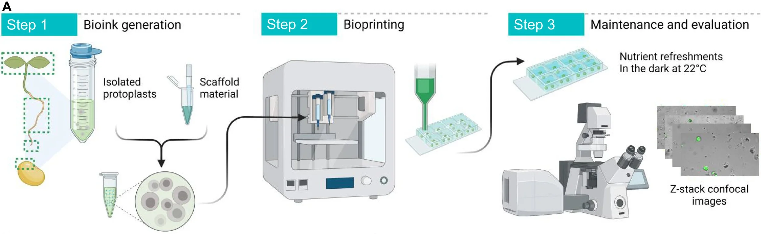 Establishing a Reproducible Approach to Study Cellular Functions of ...