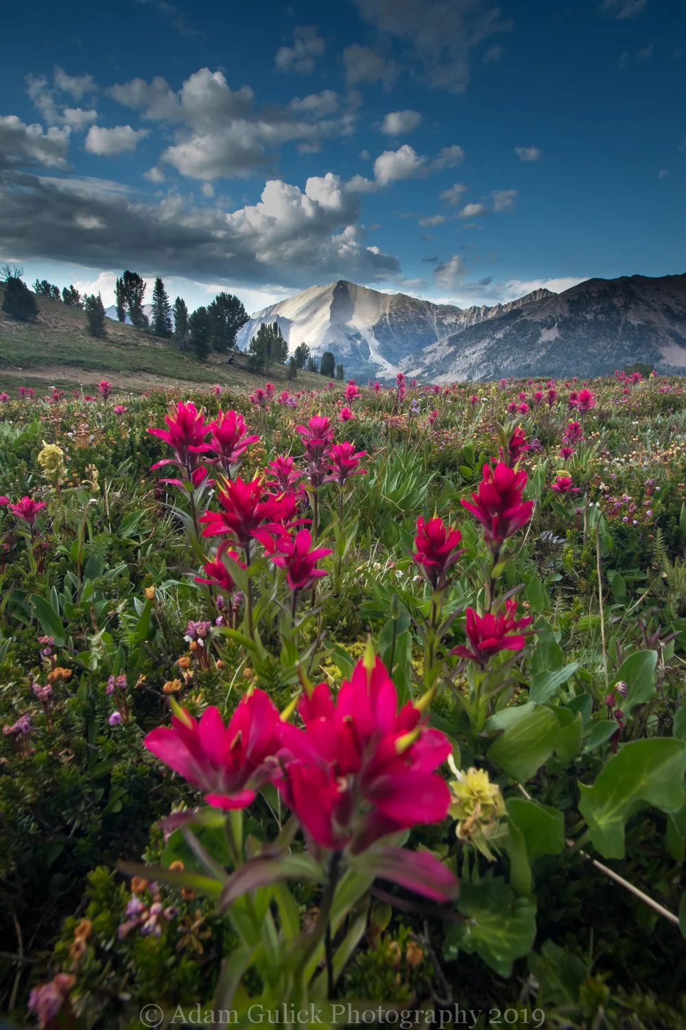 Store — Made In Idaho Store