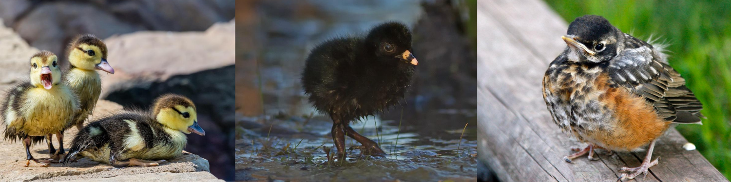 Fledgling Birds — Humane Indiana