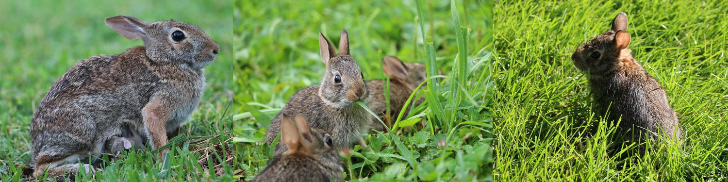 Rabbits — Humane Indiana
