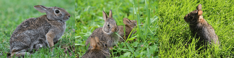 Rabbits — Humane Indiana