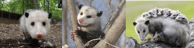 Opossums — Humane Indiana