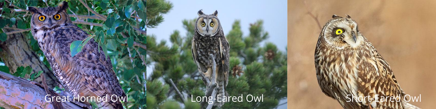 Indiana Owls — Humane Indiana