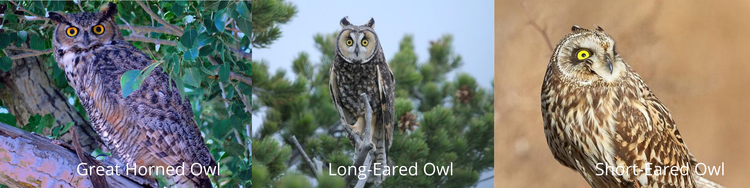 Indiana Owls — Humane Indiana