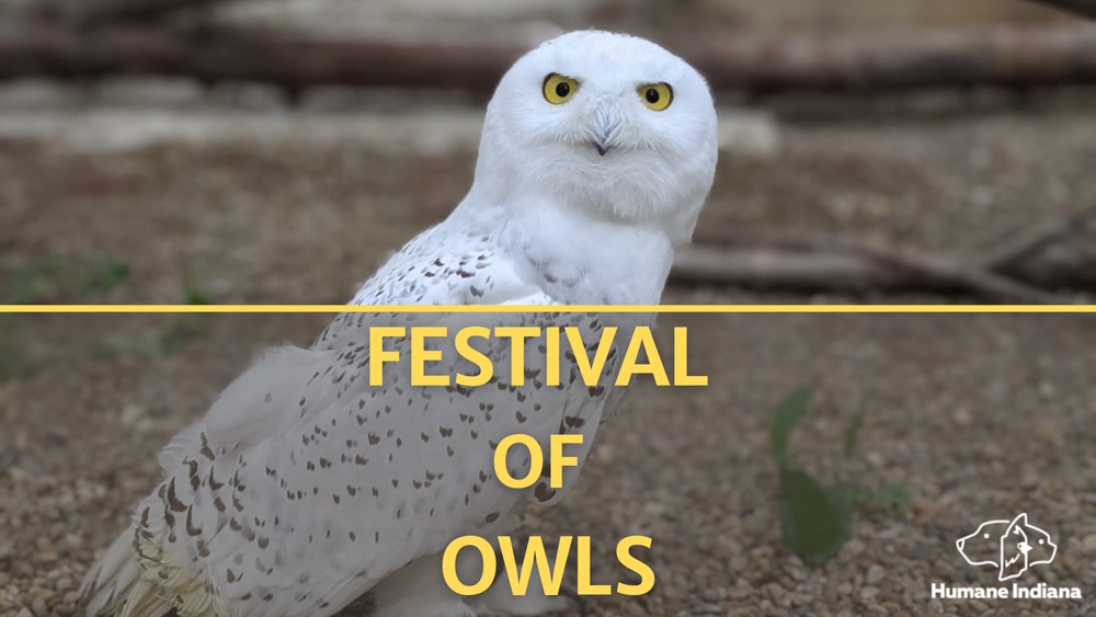 9th Annual Festival of Owls — Humane Indiana