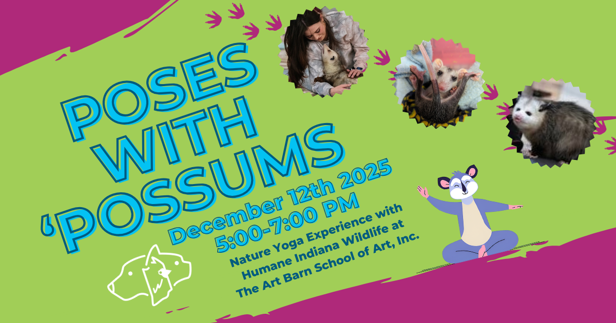 Poses with 'Possums — Humane Indiana