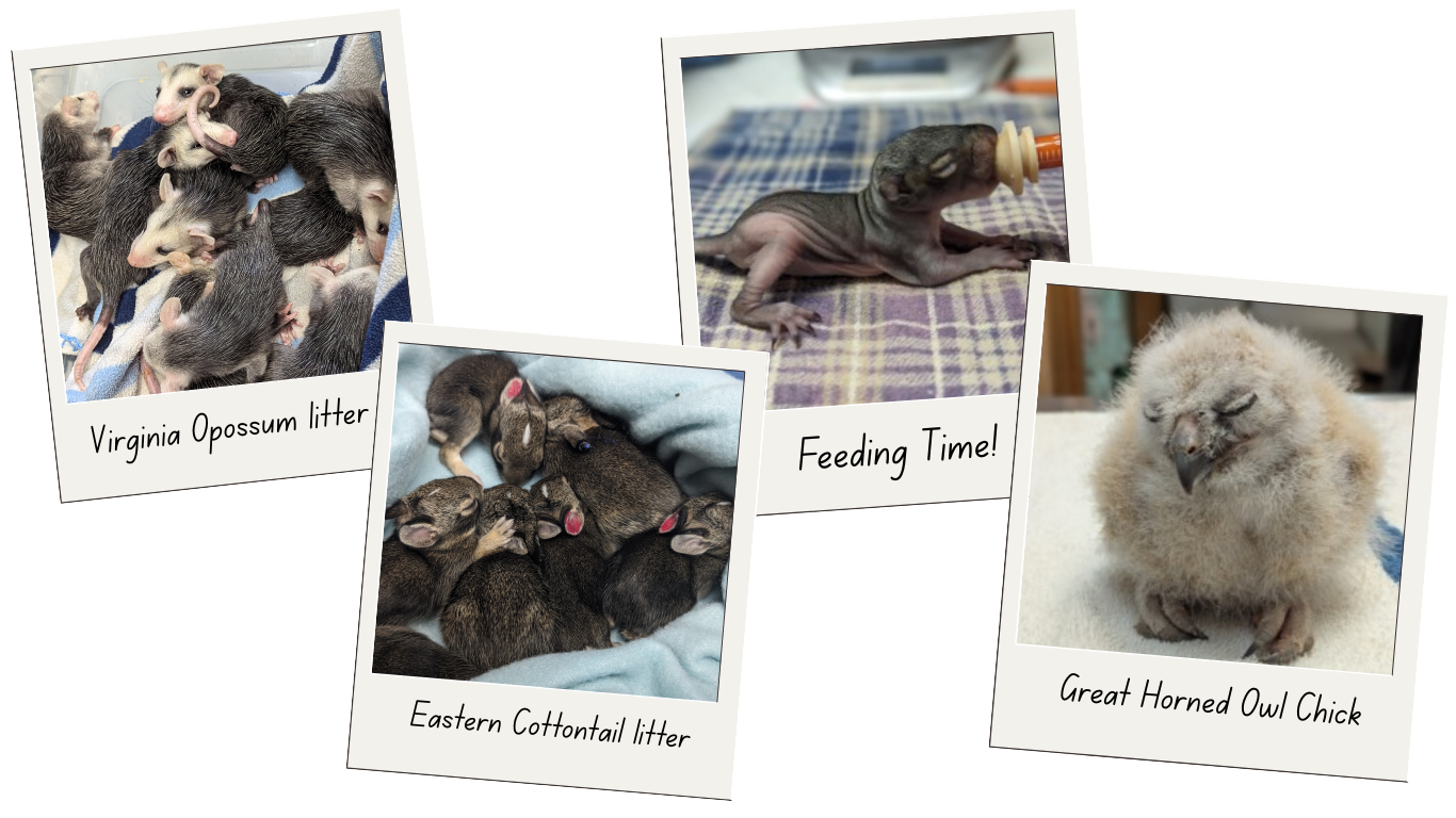 2025 Wildlife Baby Season — Humane Indiana