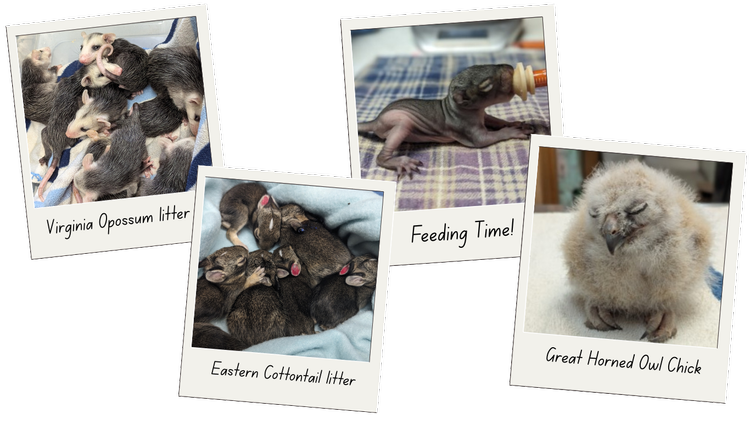 2025 Wildlife Baby Season — Humane Indiana