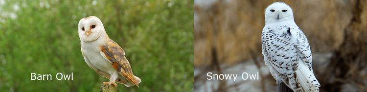 Indiana Owls — Humane Indiana