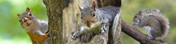 Squirrels — Humane Indiana