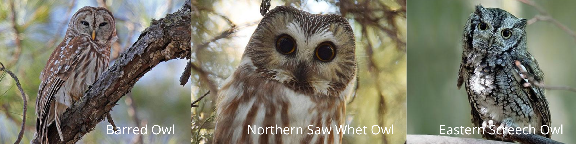 Indiana Owls — Humane Indiana