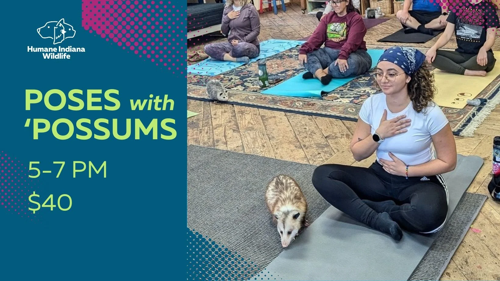 Yoga: Poses with 'Possums — Humane Indiana